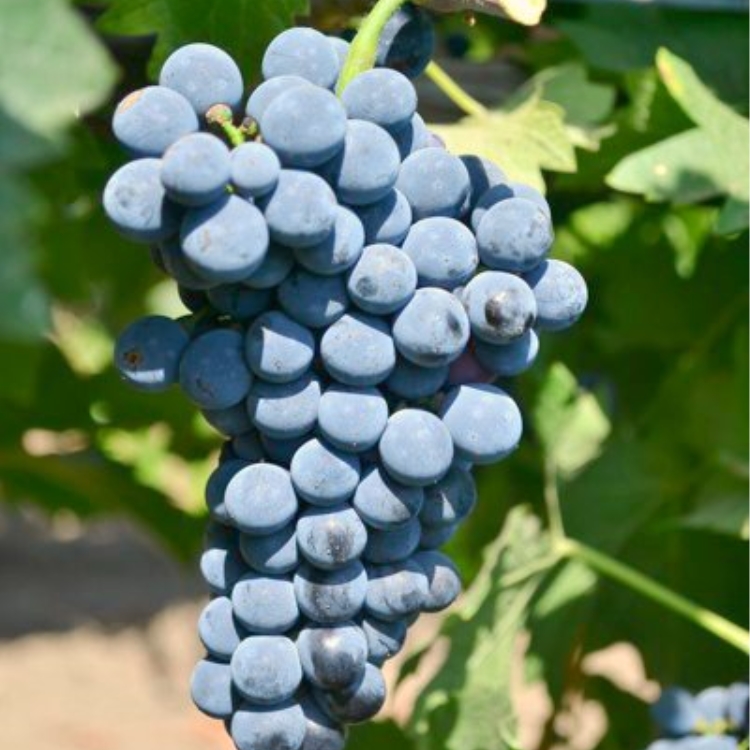 Черенок технического сорта Каберне Кортис | Купить саженцы винограда в ...